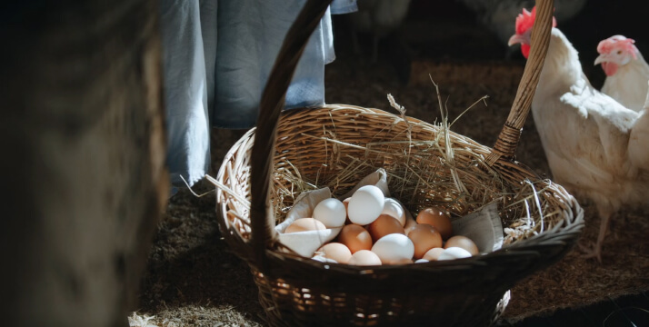 Premium Animal Feeds in Mauritius | Livestock Feed Limited (LFL) | LFL